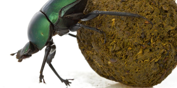 From OOO to P(OO) – Institute for Interdisciplinary Research into the ...