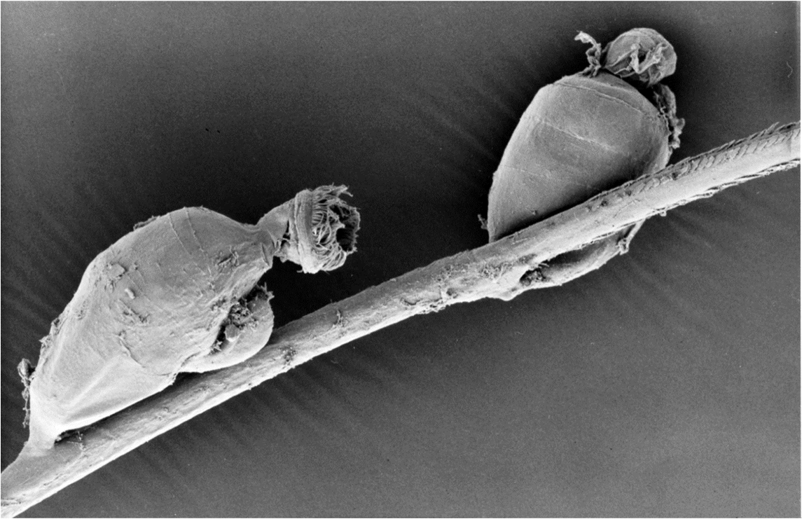 ANTHROPOCENE UNCANNY: Nonsecular Approaches to Environmental Change ...